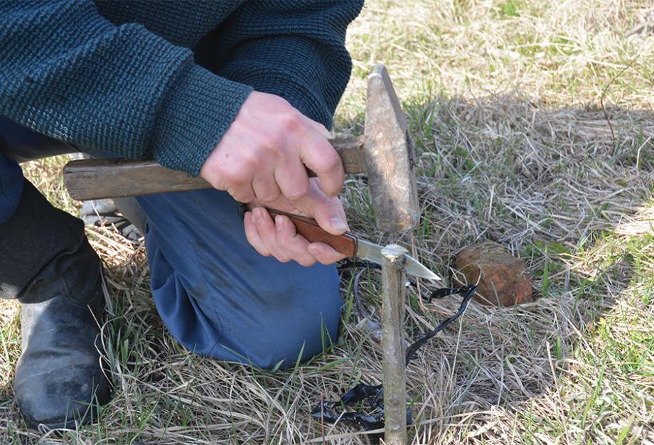 Choisir le porte-greffe du pommier - Gamm vert