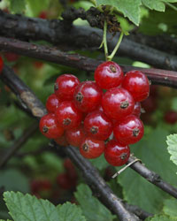 Leçon de paysagisme : Des petits fruits gourmands partout au jardin ...