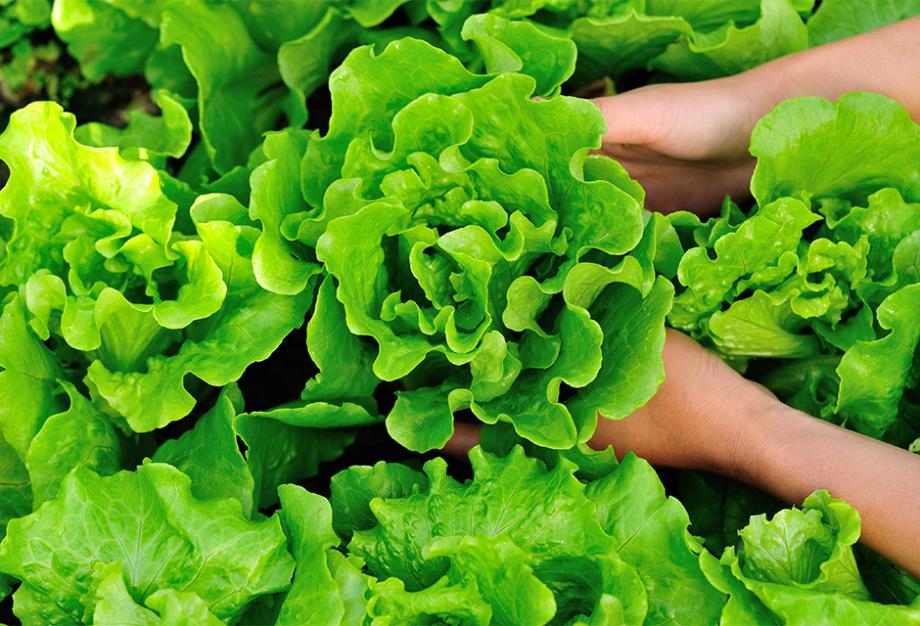 10 légumes faciles pour débuter au potager - Gamm vert