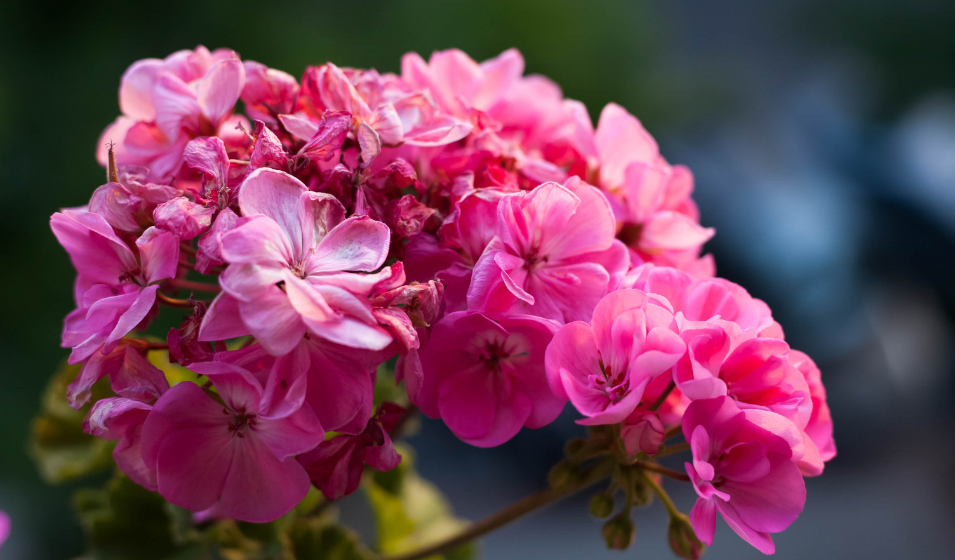 El geranio: variedades, plantación y mantenimiento. - Jardiland