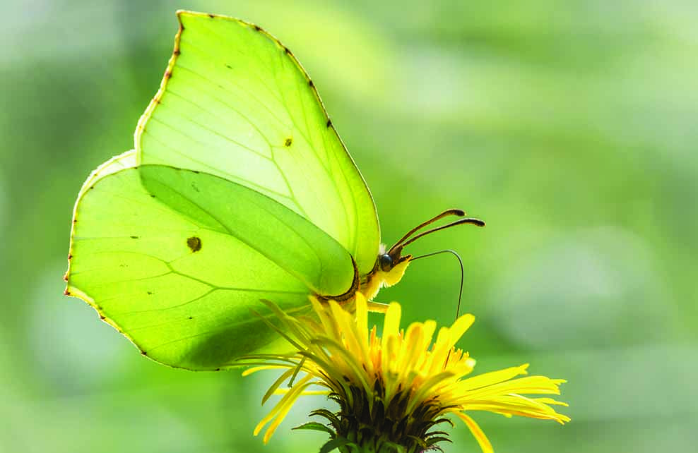 10 beaux papillons à observer dans son jardin en fin d'été - Jardiland