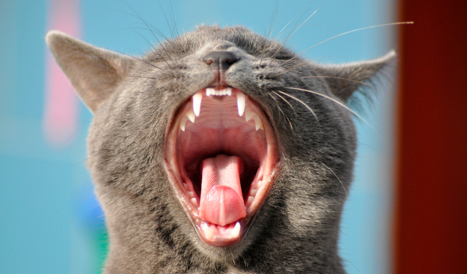 Comment bien prendre soin des dents de son chat ? - Jardiland