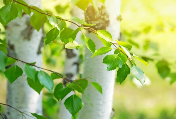 Bouleau : plantation, entretien - Gamm vert