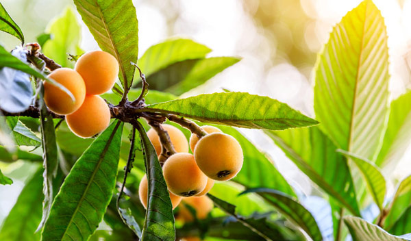 Néflier : variétés, plantation, culture et entretien - Jardiland
