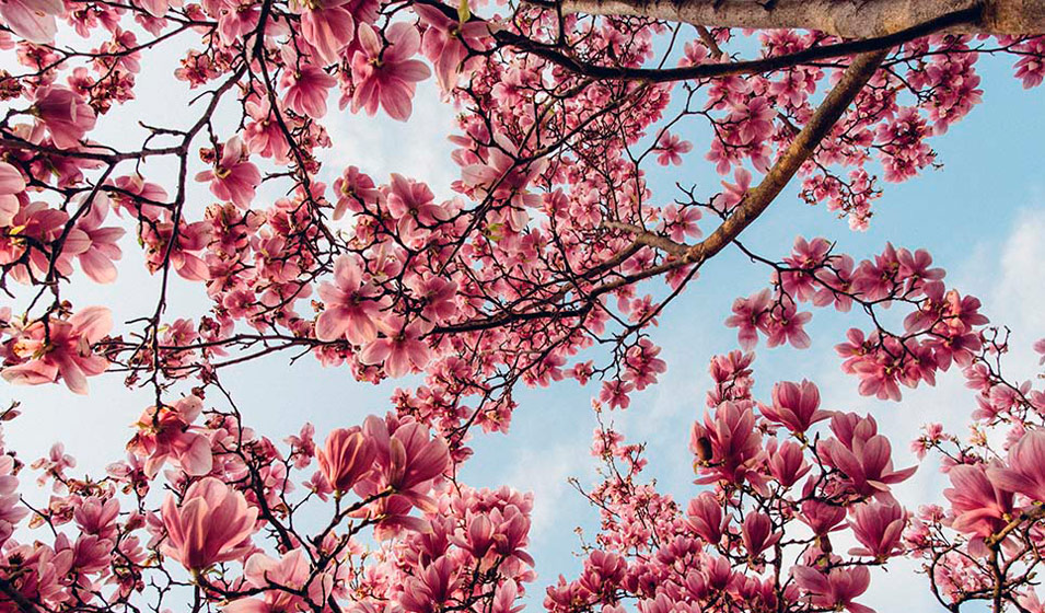 Comment planter les magnolias ? - Jardiland