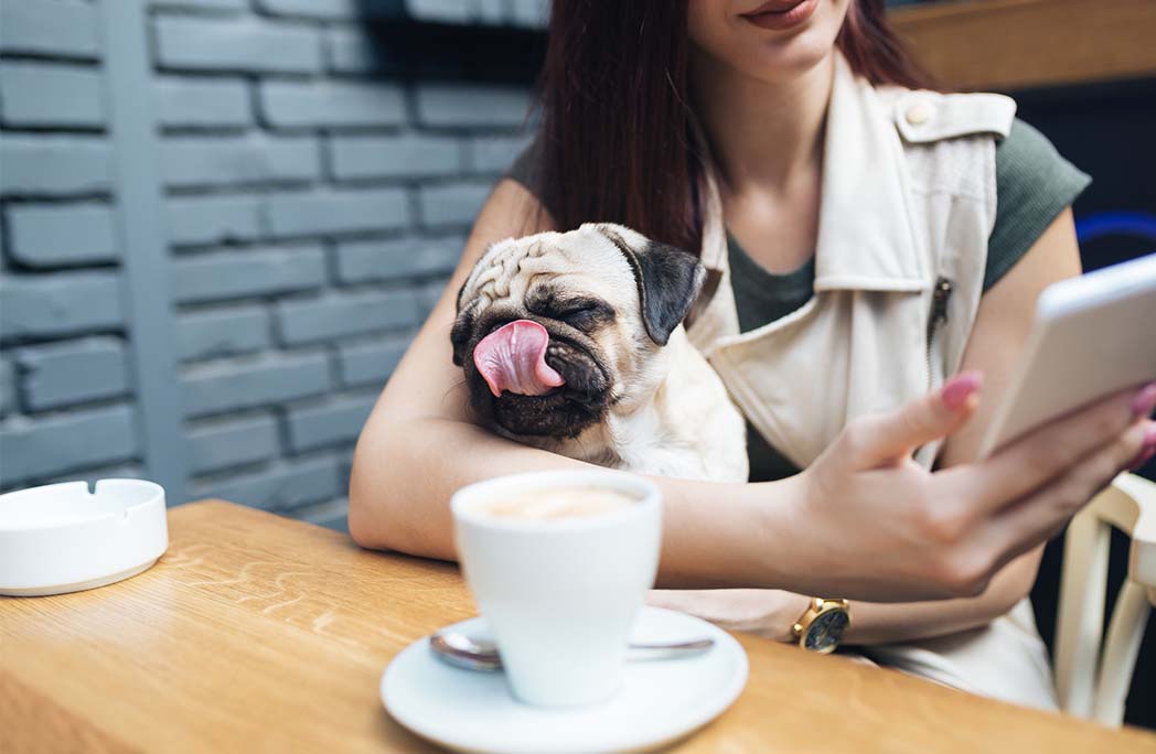 Au tour des bars à chiens de voir le jour ! - Jardiland