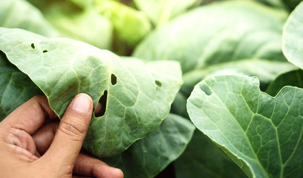 21 parasites du potager : comment les éloigner ? - Jardiland