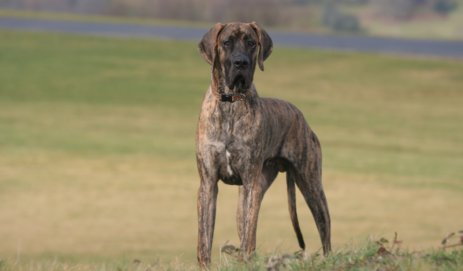 Dogue Allemand : caractère, santé et alimentation - Jardiland