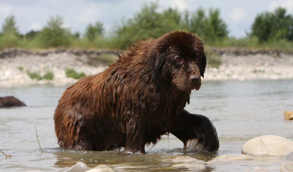Terre-Neuve : caractère, santé et alimentation - Jardiland