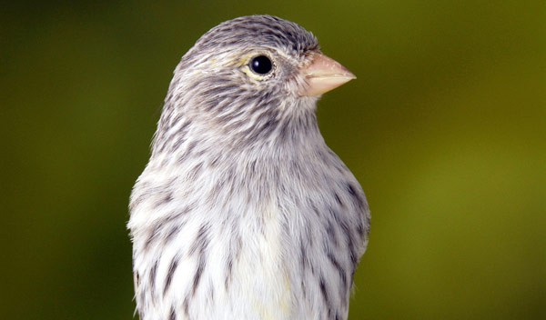 Le canari bleu - Jardiland