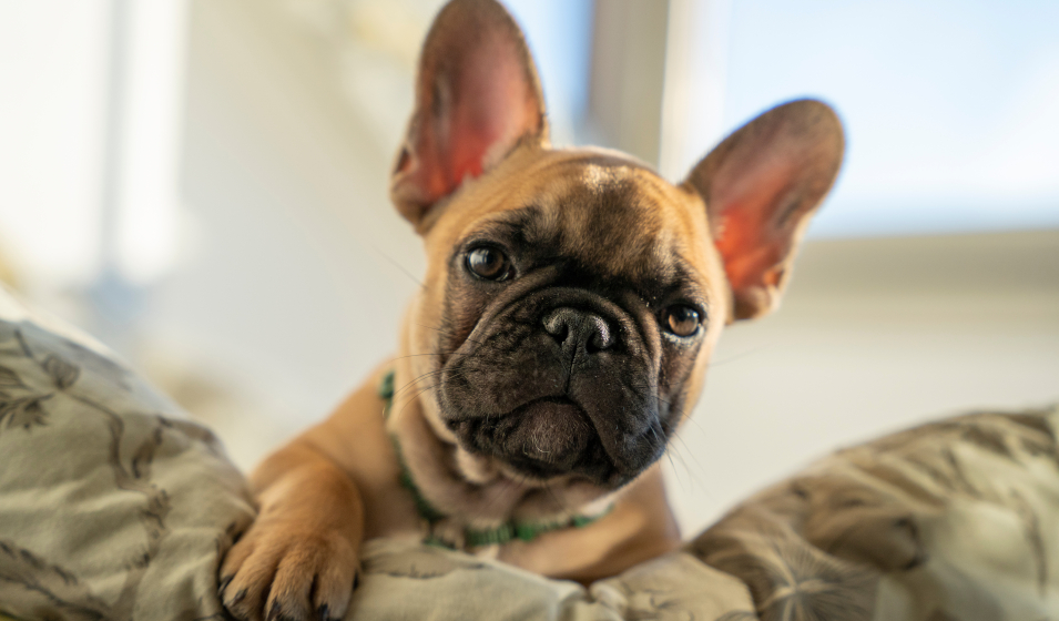 8 races de chiens qui apprécient la vie en appartement - Jardiland