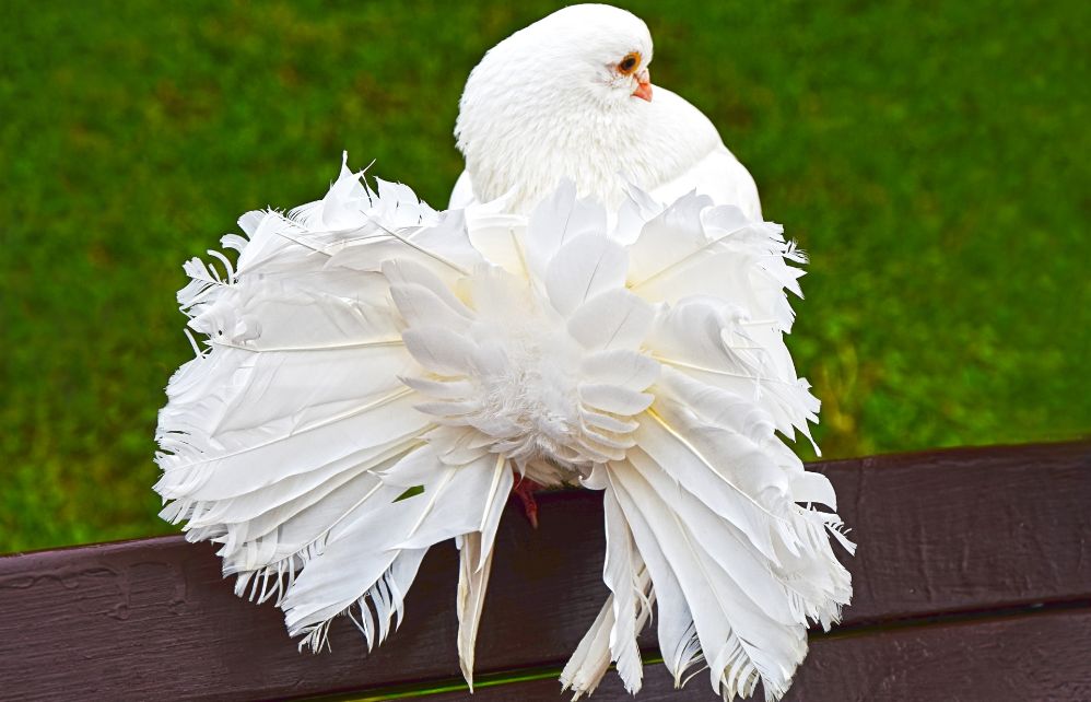 5 choses que vous ne savez (peut-être) pas sur la colombe - Jardiland