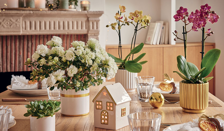 8 idées déco de Noël pour un style nature - Jardiland