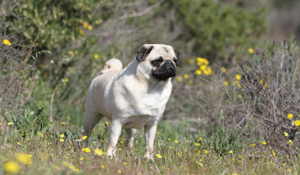 Chien Carlin Adulte Carlin | Royal Canin CA