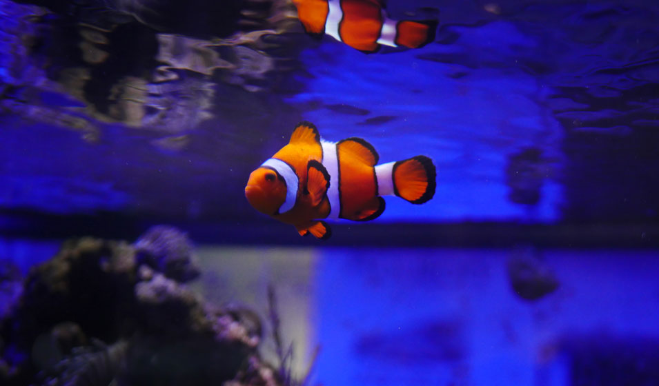 Comment choisir son aquarium ? - Jardiland
