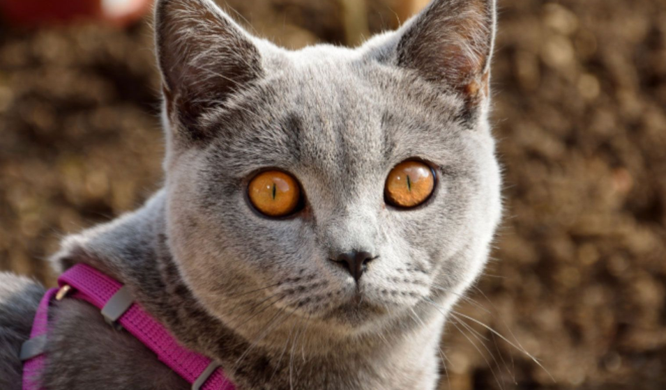 Bolsa de transporte o jaula: ¿qué elegir para pasear a su gato? - Jardiland