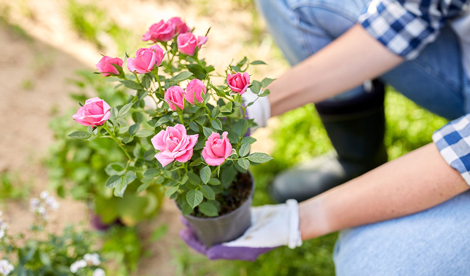 Quelles variétés de rosiers choisir ? - Jardiland