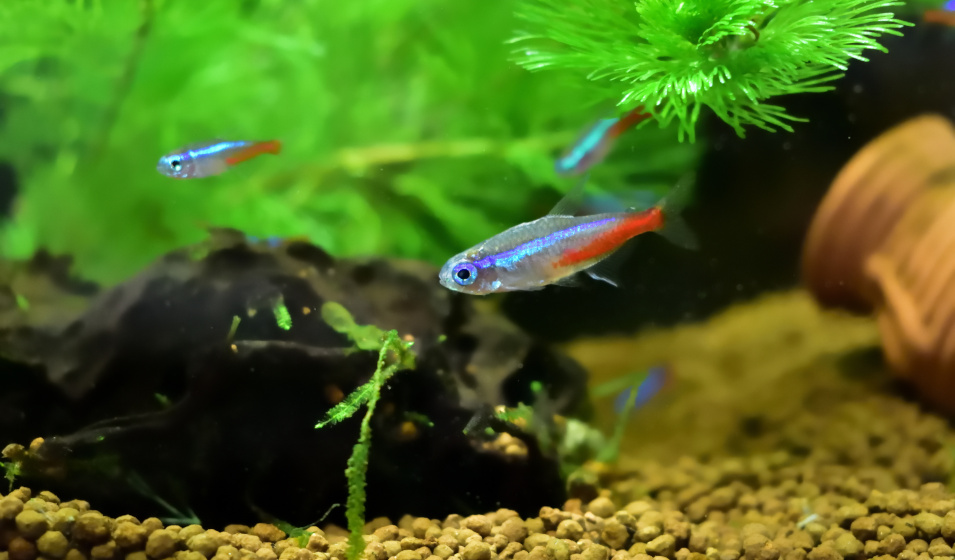 Le néon bleu : caractéristiques et soin - Jardiland