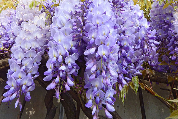 Grappe : définition - Gamm vert