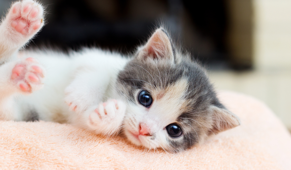 Comment bien s'occuper d'un chaton ? - Jardiland