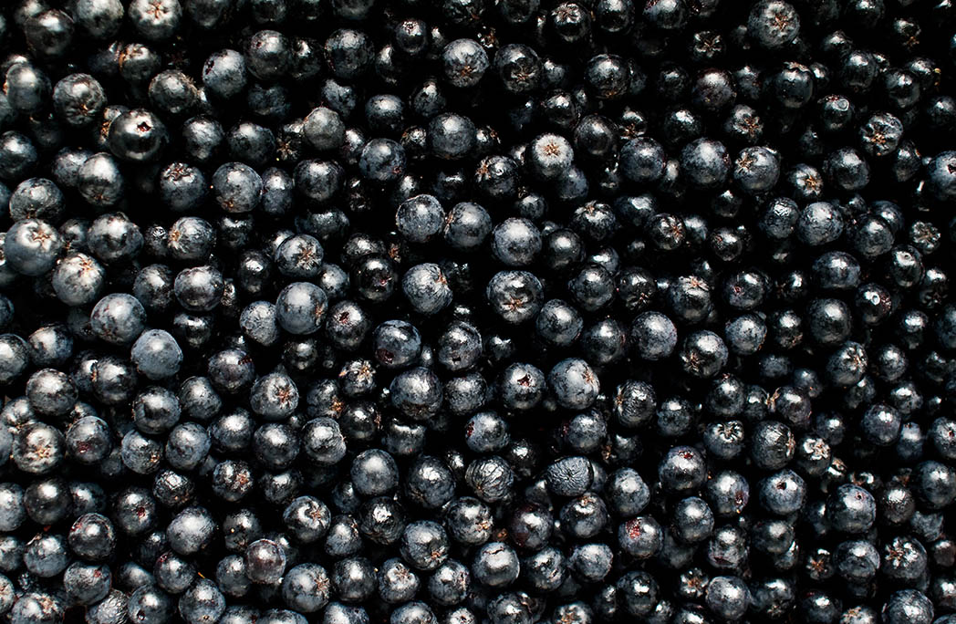 L'aronia : petite baie, grandes vertus - Jardiland