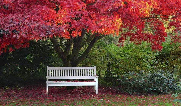 10 arbustes à feuillage rouge pour un jardin coloré toute l'année ...