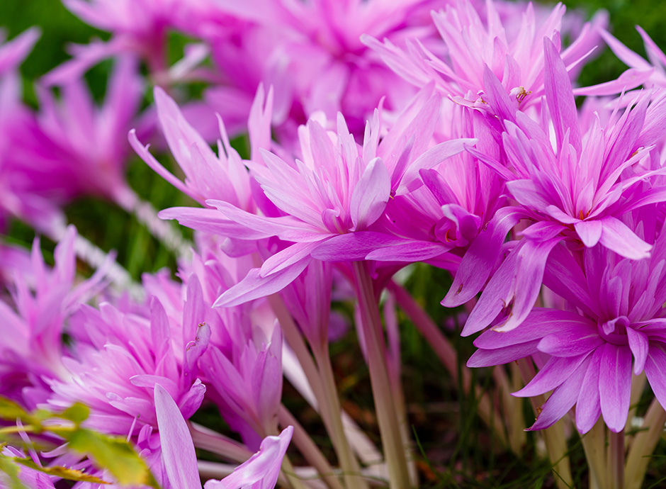 Colchique : plantation, floraison et entretien - Gamm vert