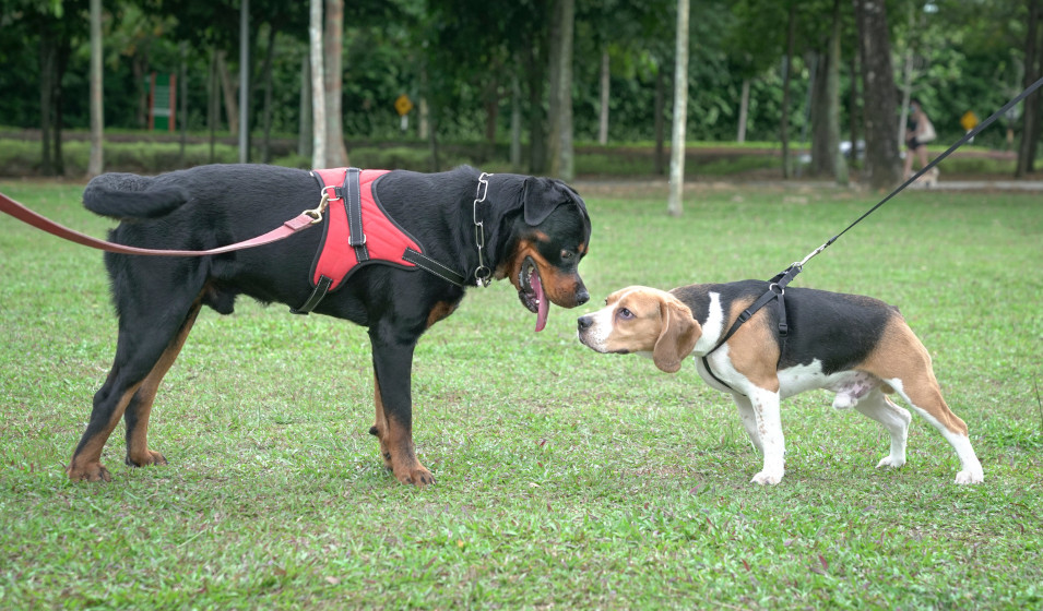 6 accessoires pour assurer le confort de son chien au quotidien - Jardiland
