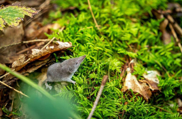 La musaraigne : une alliée insoupçonnée au jardin - Jardiland