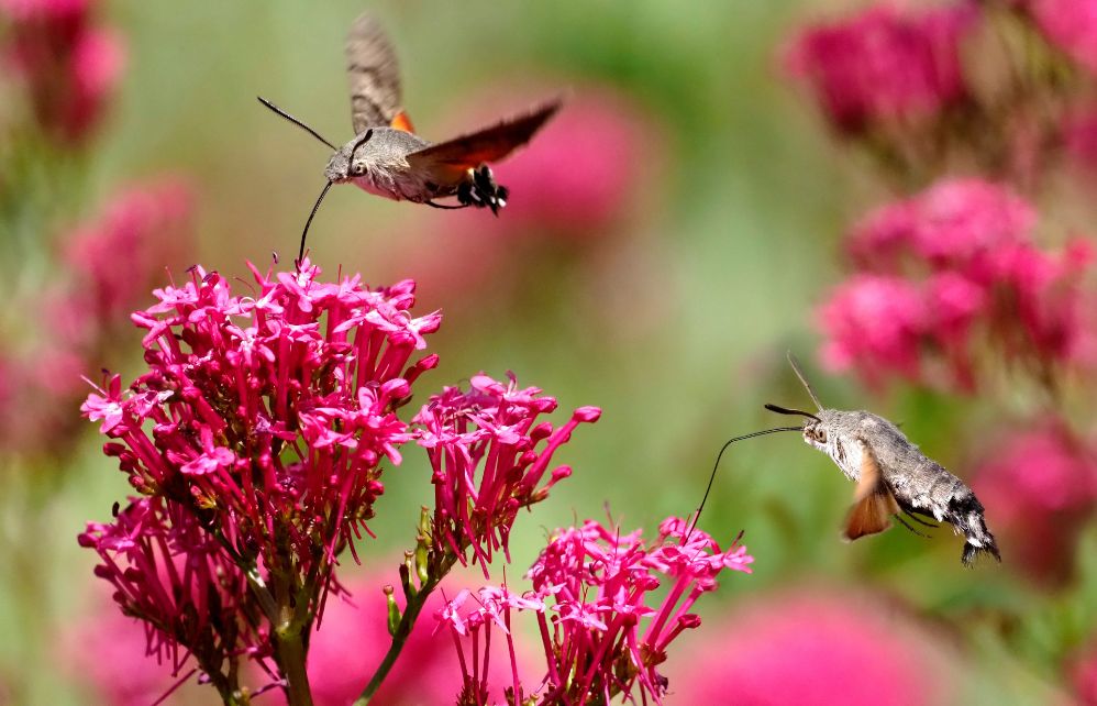 Sphinx-colibri : connaissez-vous ce papillon pas comme les autres ...