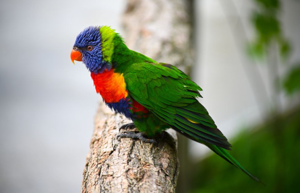 Noms Des Plus Beaux Oiseaux Du Monde Top 15 Des Plus Beaux Oiseaux Du