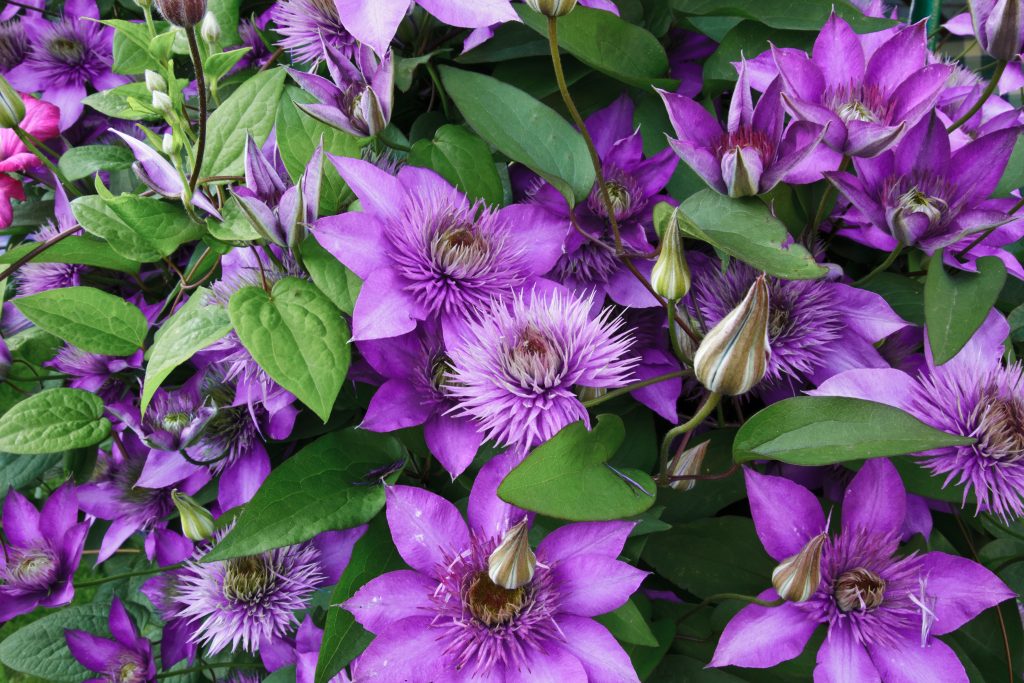 12 fleurs violettes pour une couleur tendance au jardin du printemps à ...
