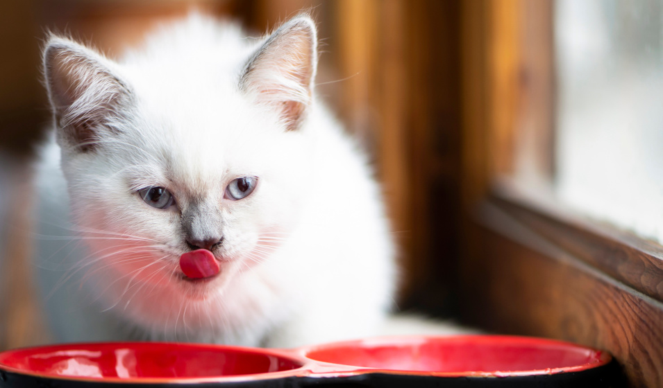 Bi-nutrition du chat : quel est l’intérêt de mixer l’alimentation ...