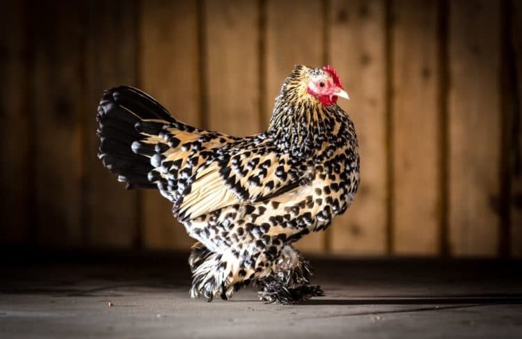 Top 5 des plus belles poules naines - Jardiland