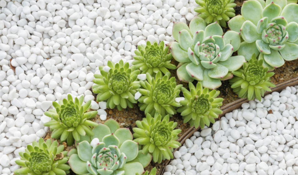 ¿Cómo crear un jardín seco? - Jardiland