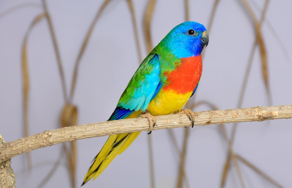 Top 8 des plus beaux oiseaux de compagnie - Jardiland