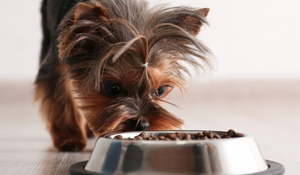 Cómo alimentar a mi perro: la guía completa - Jardiland