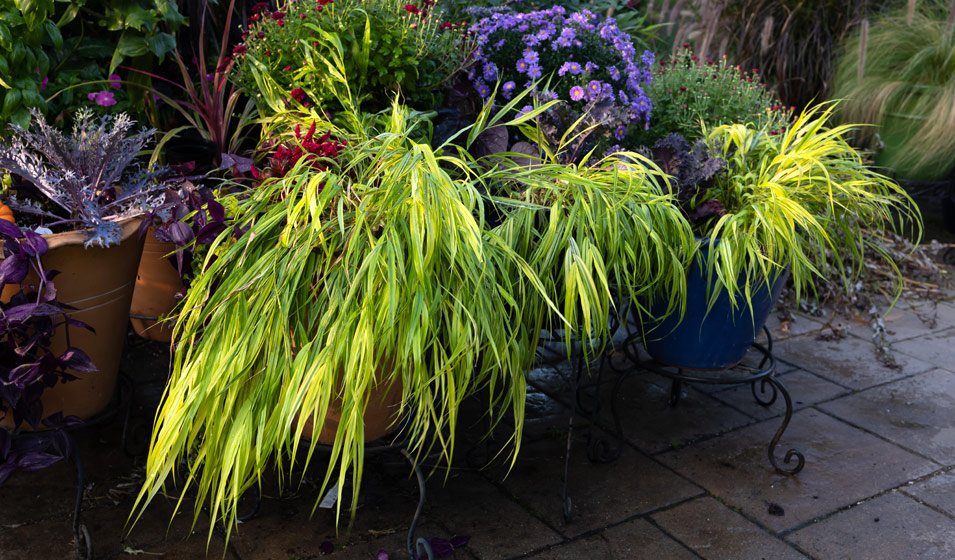 Comment réussir la culture de graminées en pot ? - Jardiland
