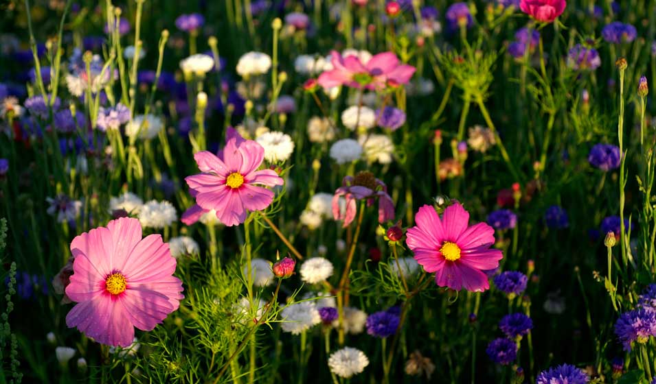 7 bonnes raisons de semer une prairie fleurie dans son jardin - Jardiland