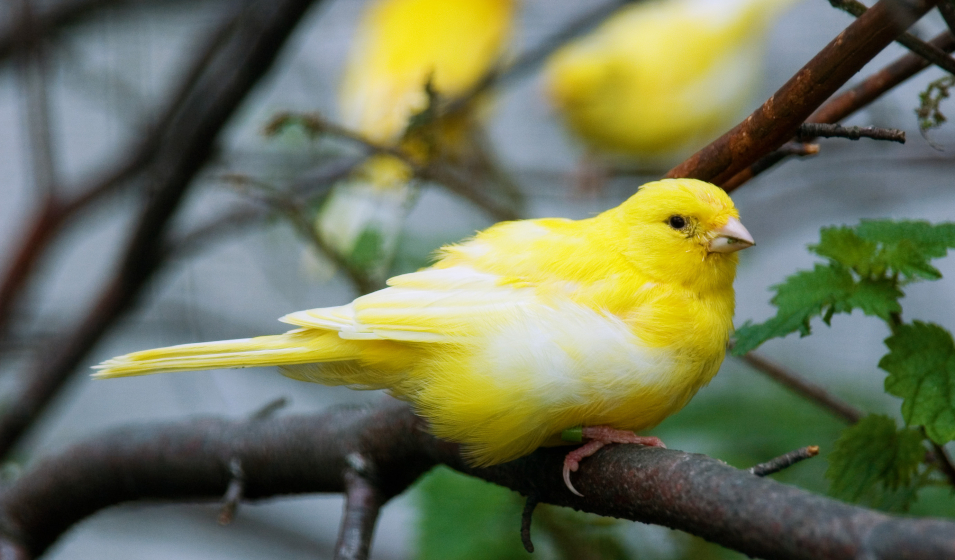 Comment prendre soin de votre canari ? - Jardiland
