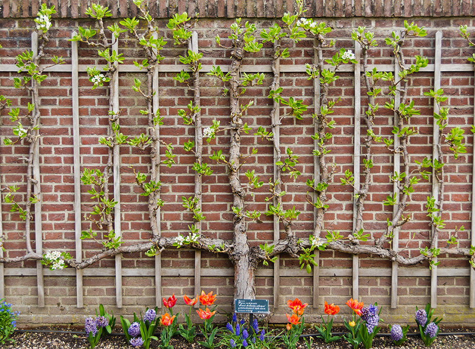 Qu'est-ce qu'un arbre en palmette ? - Gamm vert
