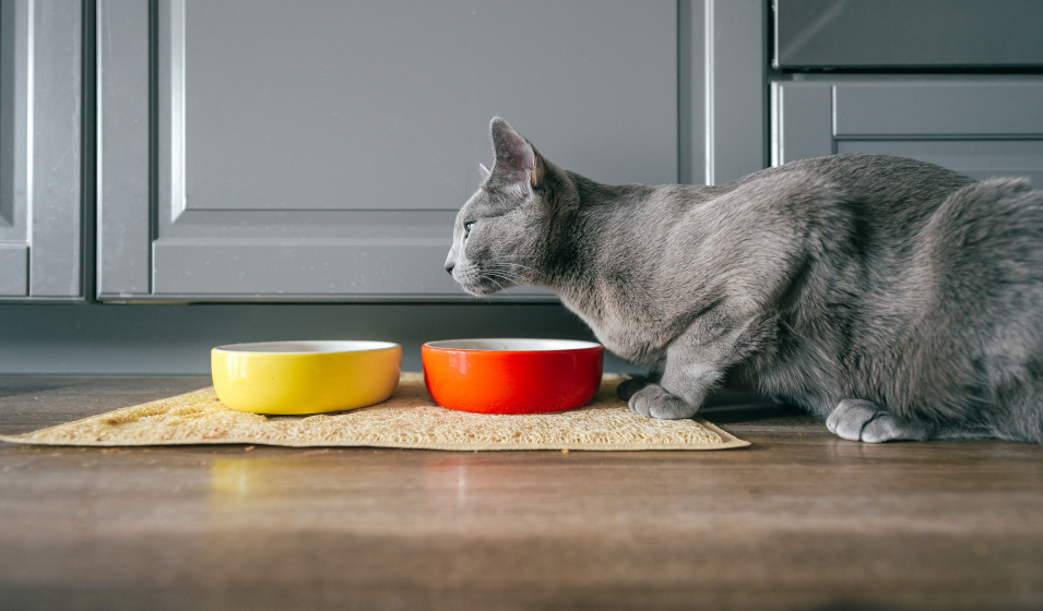 Bi-nutrition du chat : quel est l’intérêt de mixer l’alimentation ...