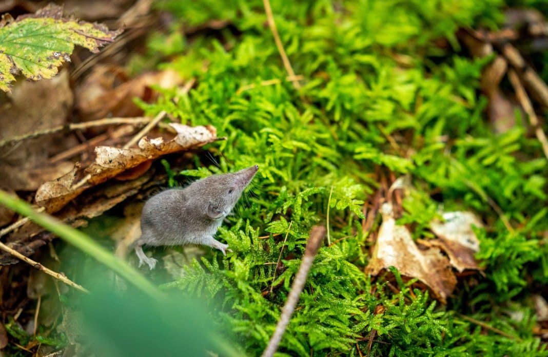 La musaraigne : une alliée insoupçonnée au jardin - Jardiland
