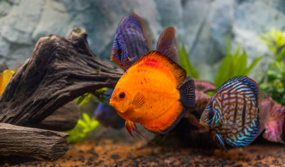 Le Discus : caractéristiques et soin - Jardiland