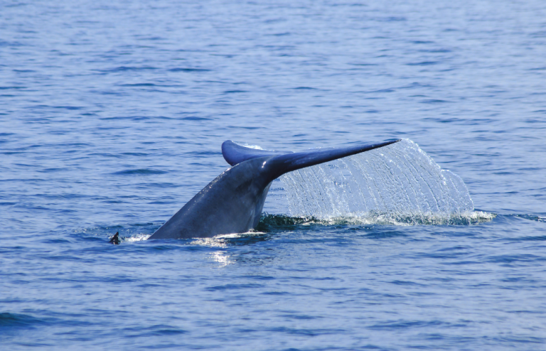 Top 10 des animaux les plus intelligents - Jardiland