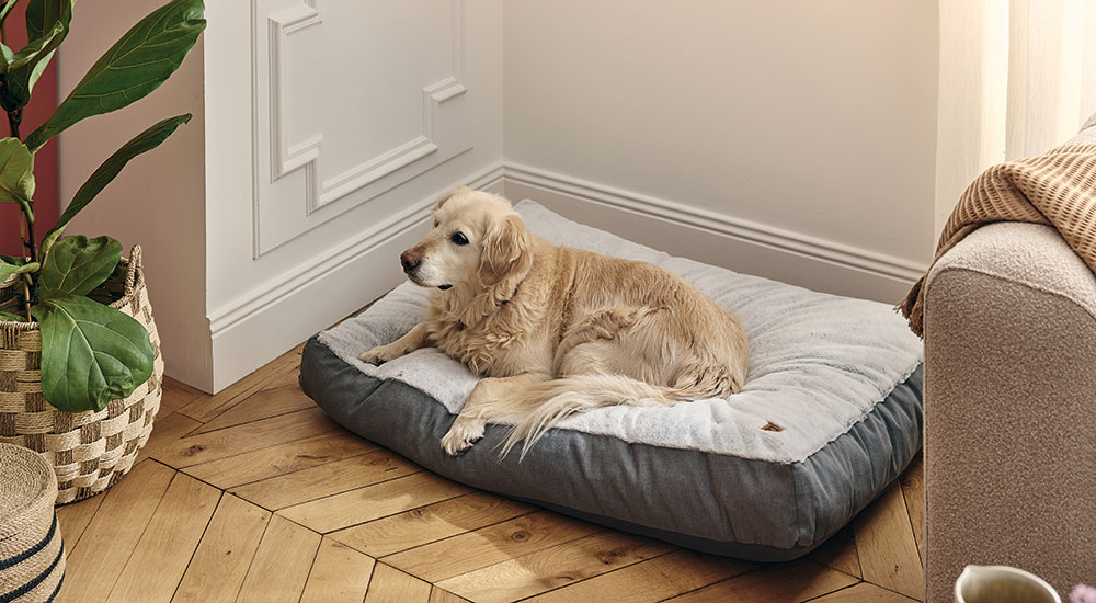 Quels sont les meilleurs paniers pour grands chiens ? - Jardiland