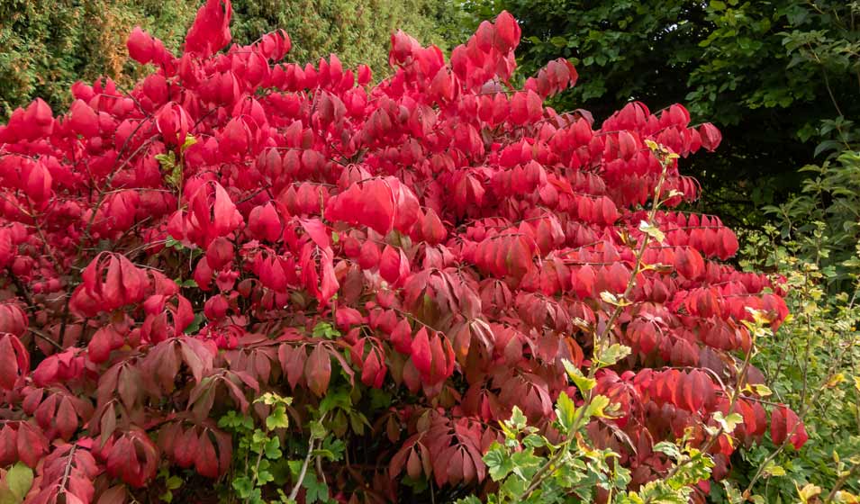 10 arbustes à feuillage rouge pour un jardin coloré toute l'année ...