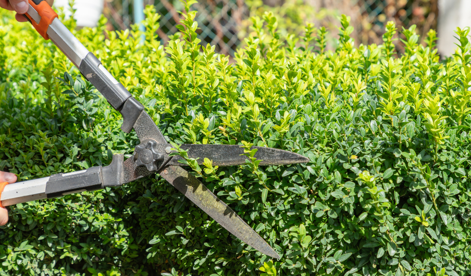 Cómo plantar un seto y elegir arbustos - Jardiland