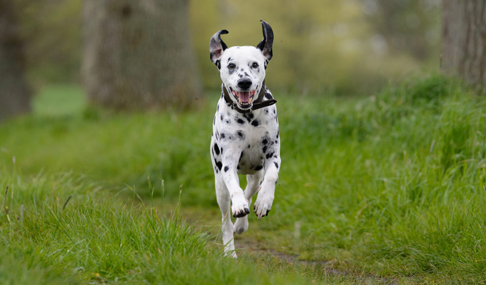10 races de chiens qui aiment la course à pied - Jardiland