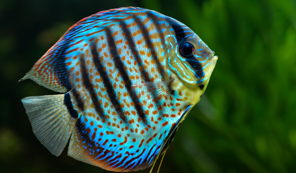 Comment bien aménager un aquarium pour discus ? - Jardiland